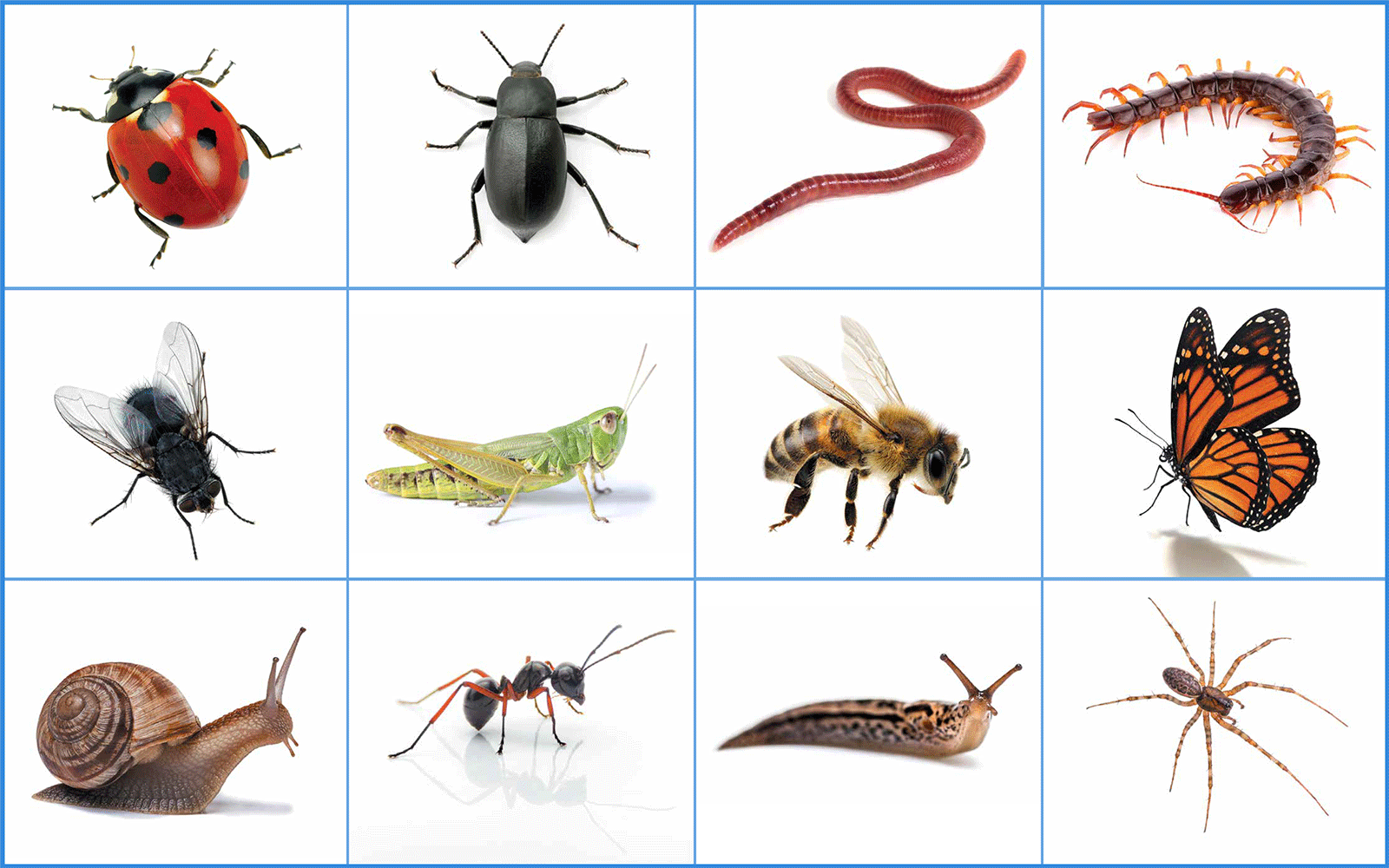10. Animals: Science