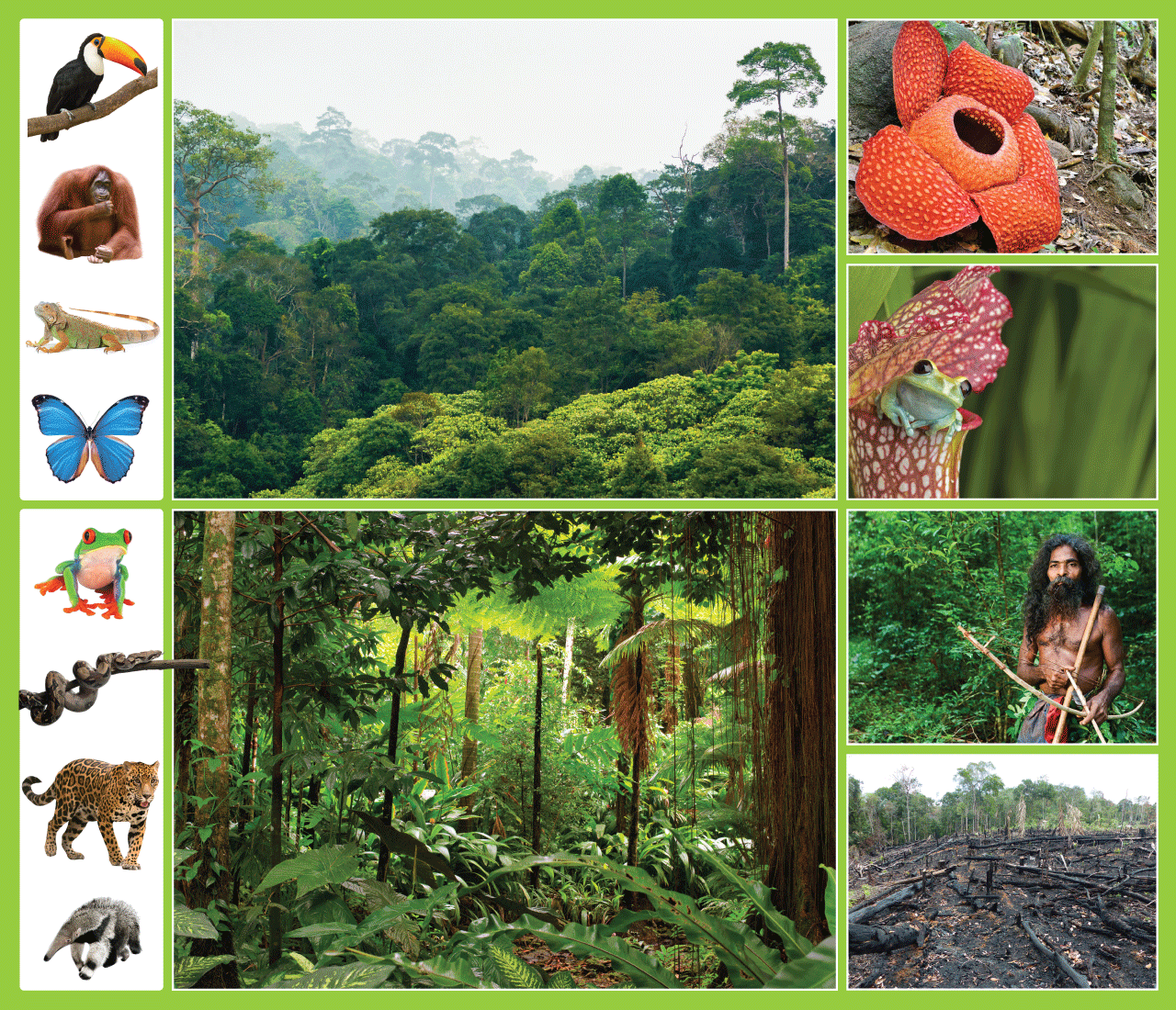 Poster - 03. Animals of the rainforest